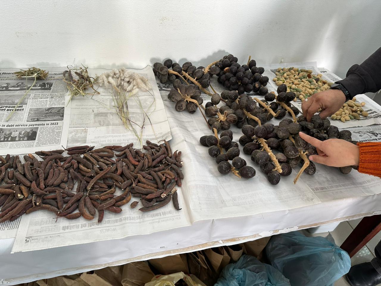 RAED Monitors the Implementation Activities of the Seed Bank Project in ...